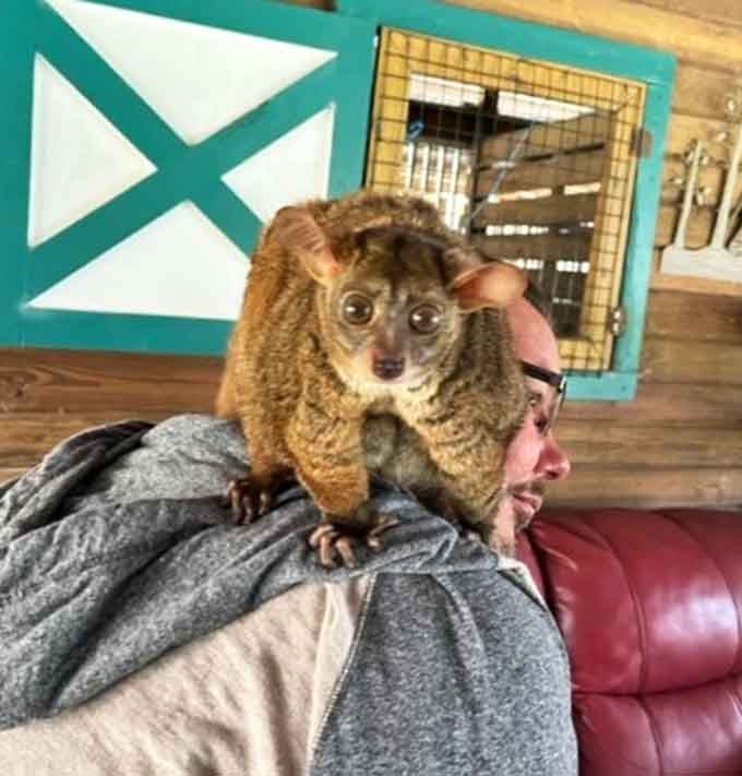 A bushbaby perched on someone's shoulder, staring into your soul with those magnificent saucer eyes.
