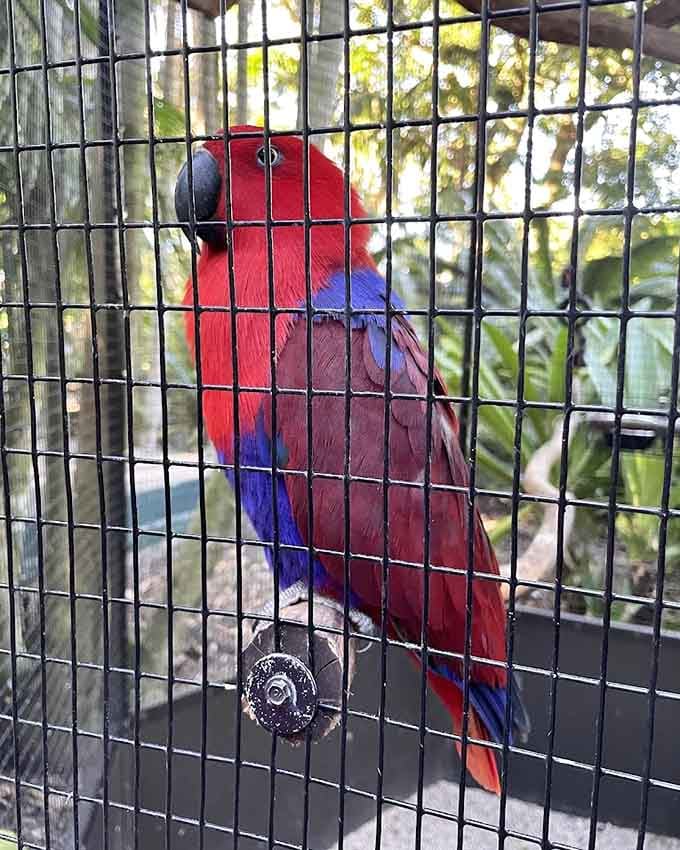 This brilliantly red parrot at Flamingo Gardens looks like it has opinions and absolutely zero hesitation sharing them.