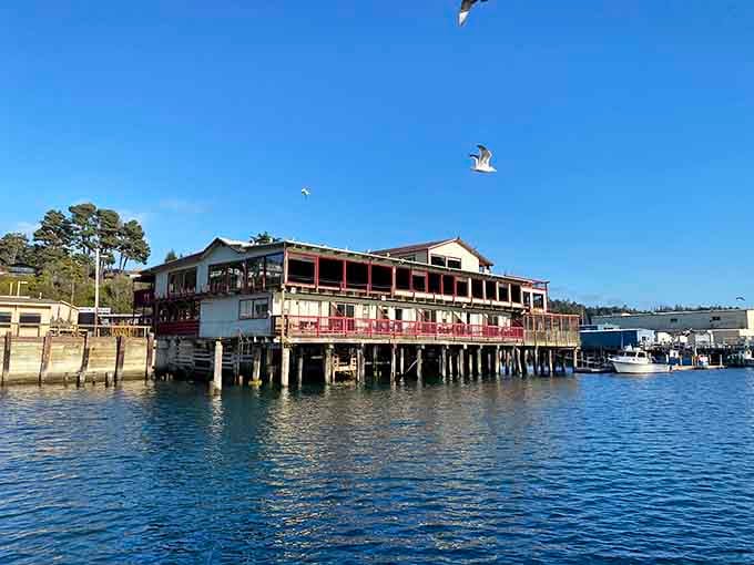 The Wharf at Noyo Harbor sits on the water like it's been there forever, seagulls and all, completely unbothered.