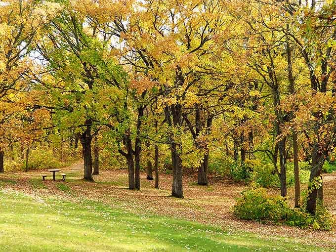 Autumn's palette turns this grove into a masterpiece worthy of any landscape photographer's portfolio or Instagram feed.