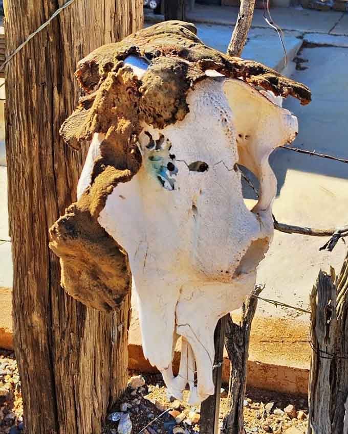 This skull has seen more Arizona sunrises than most of us ever will, and wears its age beautifully.