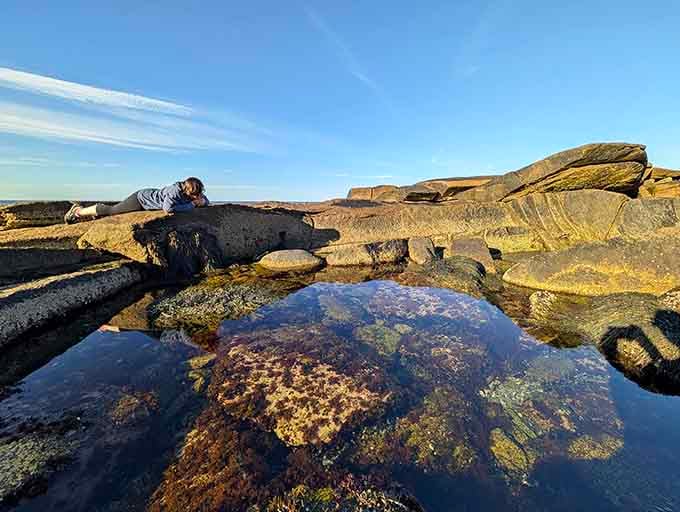 Tidal pools reveal entire underwater neighborhoods where crabs, sea stars, and snails live their best coastal lives.