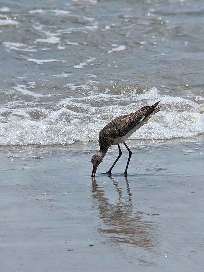 Local shorebirds take their dining very seriously, working the surf line like seasoned professionals on a lunch break.