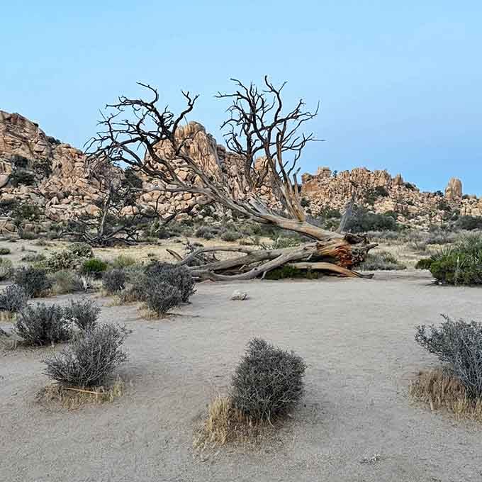 Even the fallen trees here look like they're auditioning for a Western movie set.
