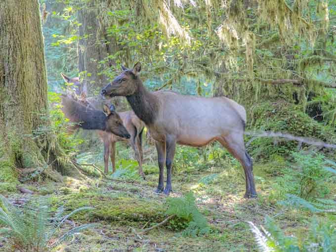 Two Roosevelt elk moving quietly through the mossy forest, completely unbothered &mdash; they were here long before we were.