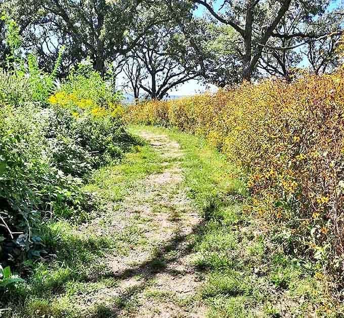 Winding trails through native grasses invite exploration without requiring the stamina of a marathon runner, thankfully.