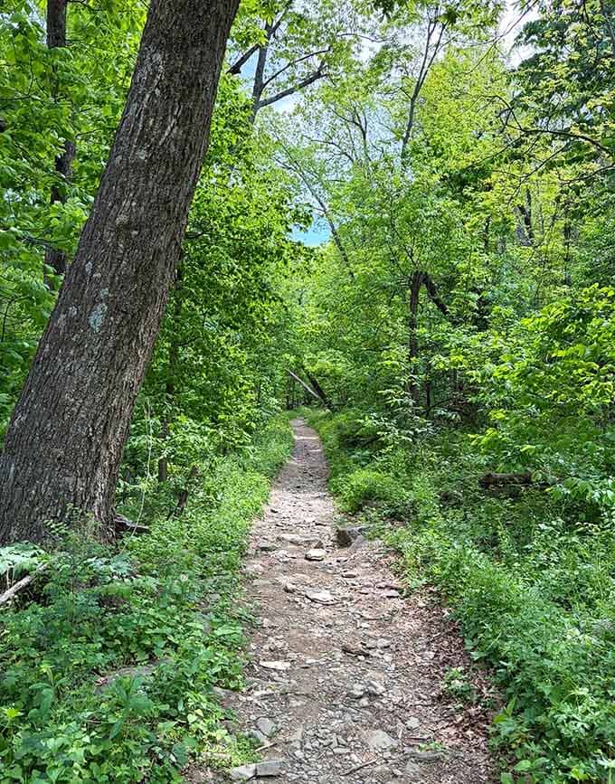 This peaceful stretch of trail is nature's way of giving your legs a brief break before round two.