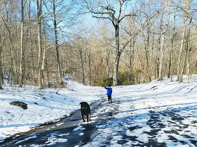 Winter hiking with your dog at Hurd State Park. Snow, bare trees, and a very happy companion.