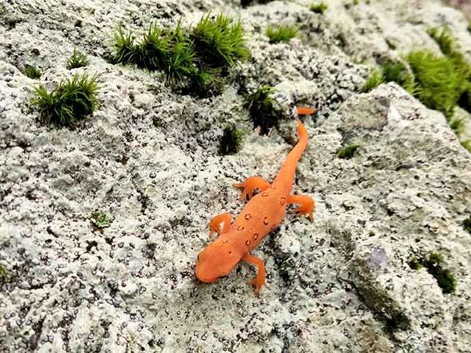 Meet the Eastern red-spotted newt, the trail's tiniest and most dramatically colored resident. Tiny but absolutely stealing the show.