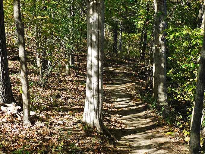 A quiet trail lined with tall trees, the kind of walk that fixes whatever was bothering you today.