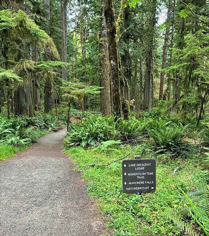 The trail signs here read like a greatest hits album. Marymere Falls, the Lodge, and pure old-growth forest magic.
