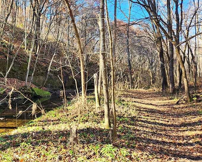 Bare winter trees lining a sun-dappled trail beside mossy rock walls, quiet, unhurried, and completely worth the cold.