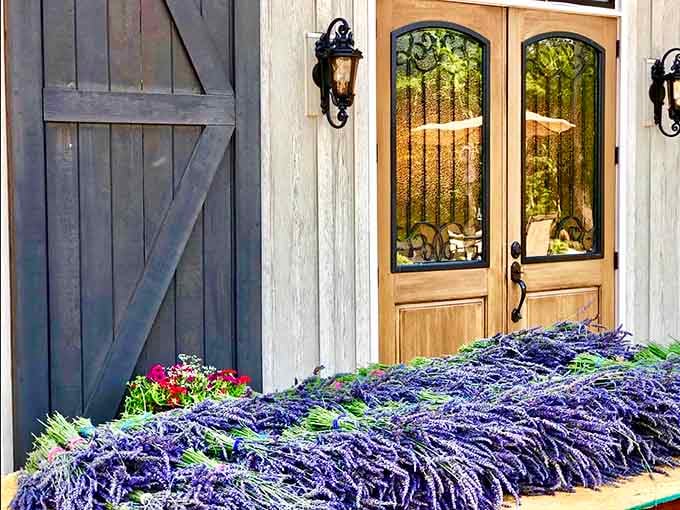 Fresh-cut lavender piles up like purple treasure, ready to bring joy to lucky visitors.