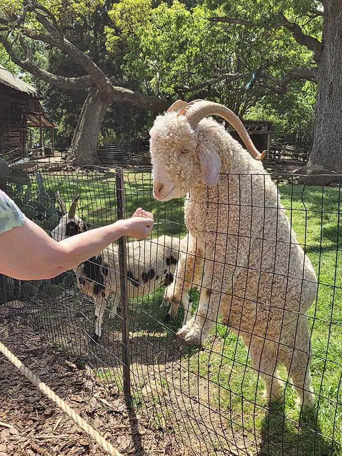 This curly-haired goat has decided your hand is a snack bar, and honestly, fair enough.