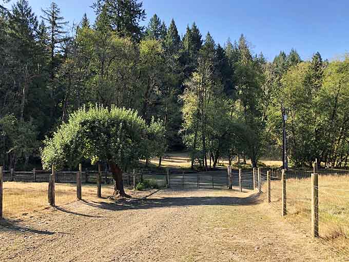 Gravel paths, wooden gates, and towering trees. Every corner of this farm invites you to wander.