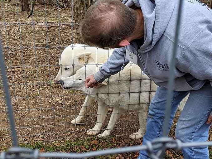 The Wolf Sanctuary of PA offers a rare, humbling chance to connect with some truly magnificent animals.
