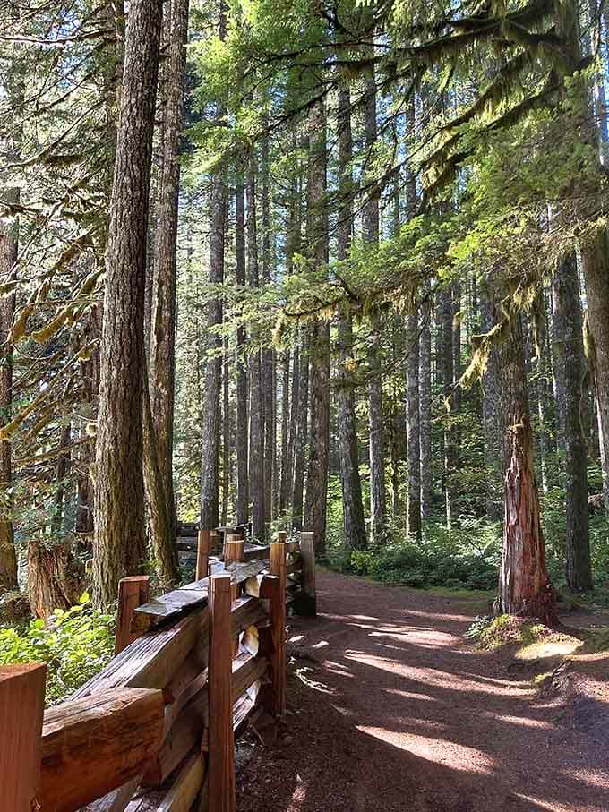 The forest trail winds through towering trees that have been standing guard here longer than we've been alive.