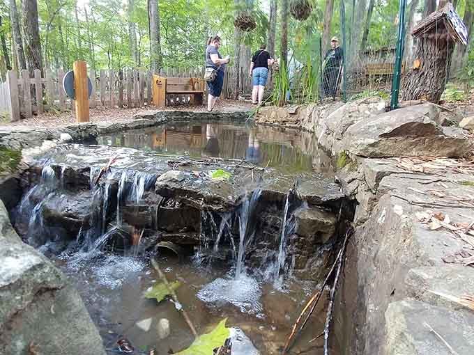 A little waterfall tucked into the woods, because apparently this place decided one wow moment wasn't enough.