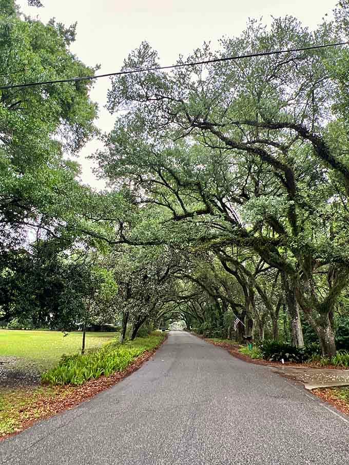 Ancient oaks twist and reach across this quiet road like they're trying to shake hands overhead.