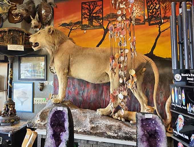 A full-sized taxidermied lion perched on amethyst geodes, surrounded by shell wind chimes. Marsh's doesn't do anything halfway.