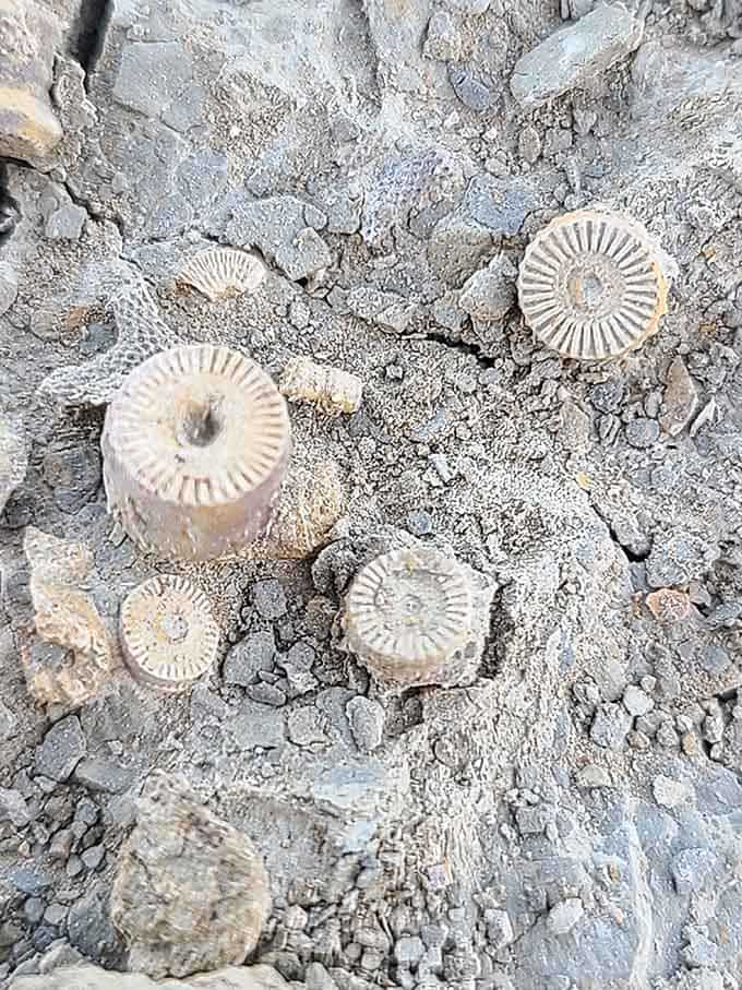 Crinoid columnals emerging from rock like tiny, perfectly preserved wheels from an ocean that no longer exists.