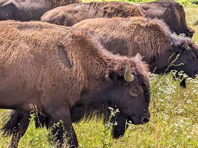 Up close with American bison: These magnificent creatures make your morning commute look positively boring by comparison.