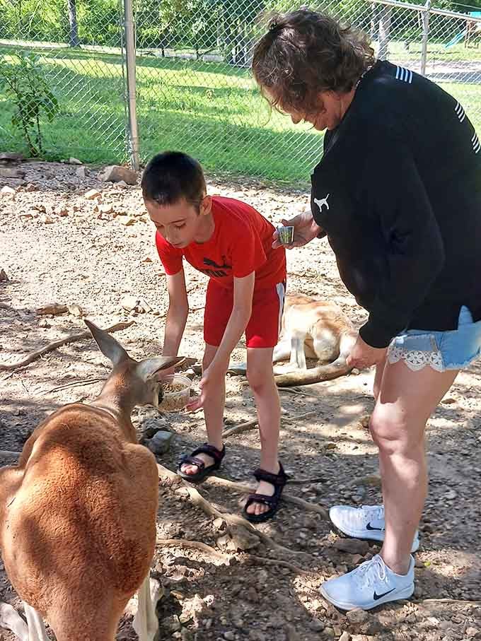 The kangaroos here are friendlier than most people you'll meet at the grocery store on a Saturday afternoon.