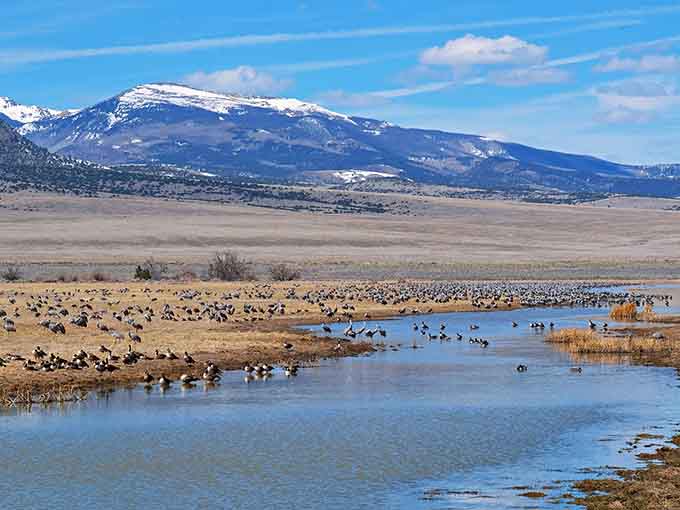Thousands of Sandhill Cranes gathered along a glittering valley waterway, with mountains rising behind them, nature putting on its most spectacular free show.