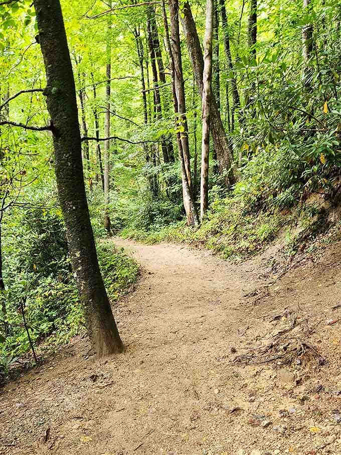 The kind of forest path that makes you forget you have seventeen unread emails waiting back in civilization.