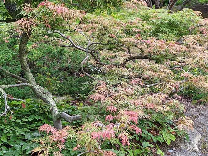 A Japanese maple spreading its delicate pink and green branches like it owns the place. Honestly, it does.