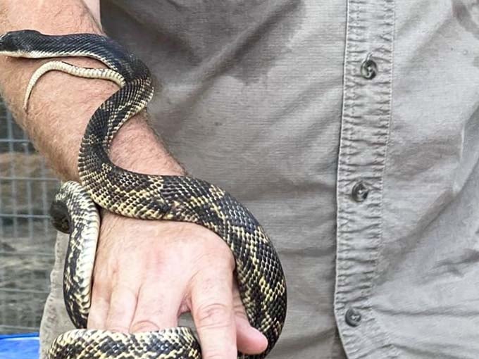 Meeting a western ratsnake up close: definitely not your typical post-dinner entertainment in most restaurants anywhere.