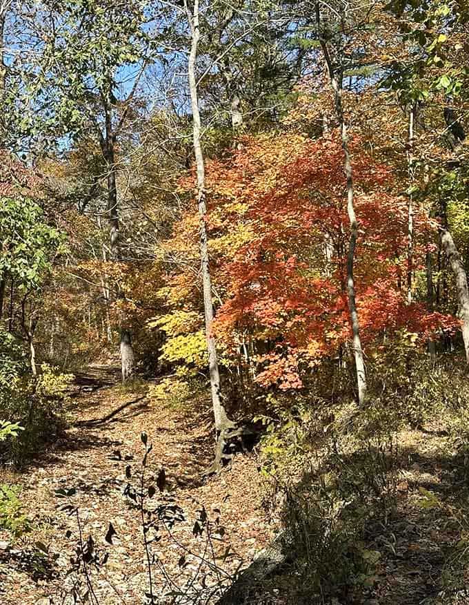 Autumn sets the hillside on fire with orange and red. The Ozark Chinquapin Trail earns its keep in October.