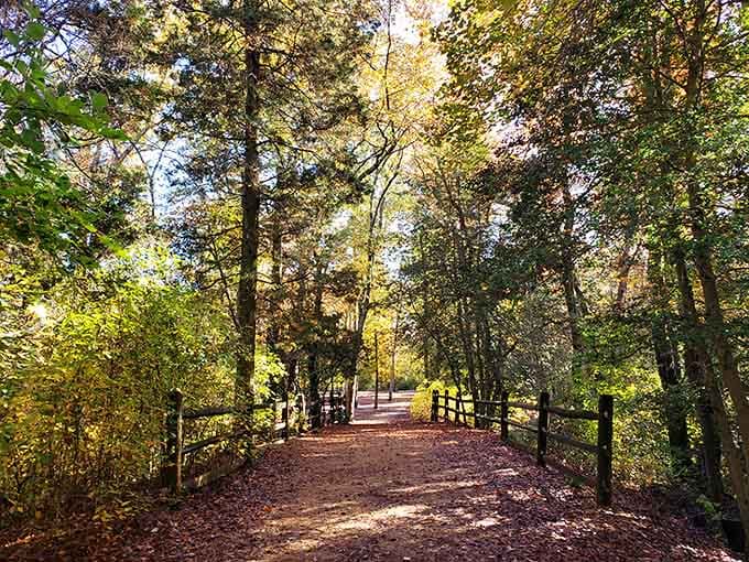 Sunlight filtering through the trees onto a quiet trail. Every step here feels like a deep, satisfying exhale.