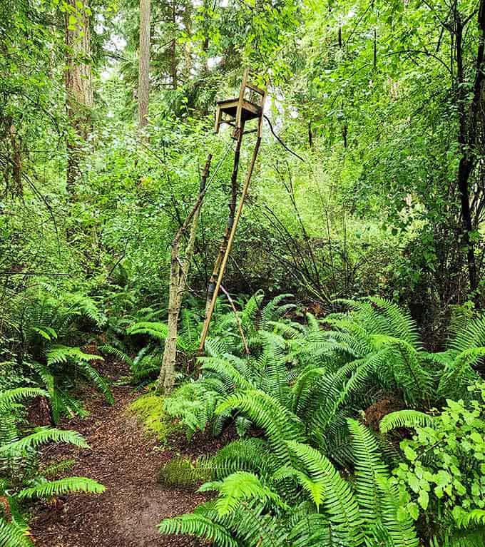 A wooden chair perched impossibly high on stilts above a sea of ferns, because why sit low when you can soar.