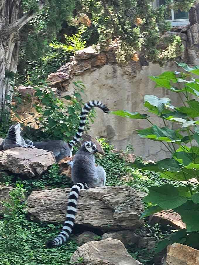 Ring-tailed lemurs bring more personality per square inch than most sitcom casts, and they don't even need writers for material.