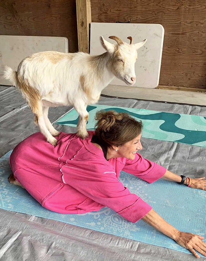 Yes, that's goat yoga, because sometimes downward dog needs a four-legged supervisor for maximum zen.