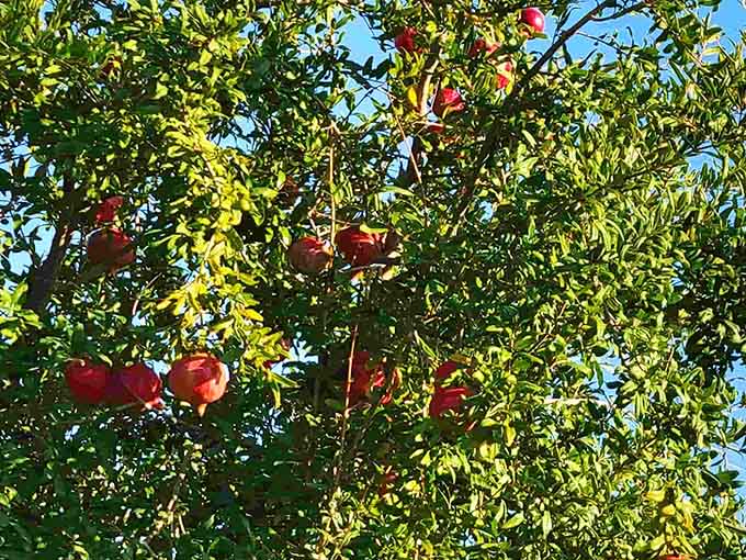 When your neighborhood grows its own pomegranates, you know you've landed somewhere special.