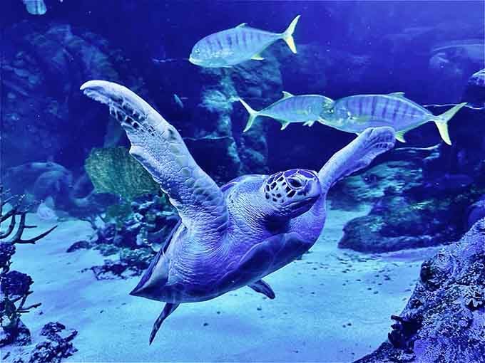 Sea turtles glide with the grace of underwater ballet dancers who've been practicing for a hundred years.