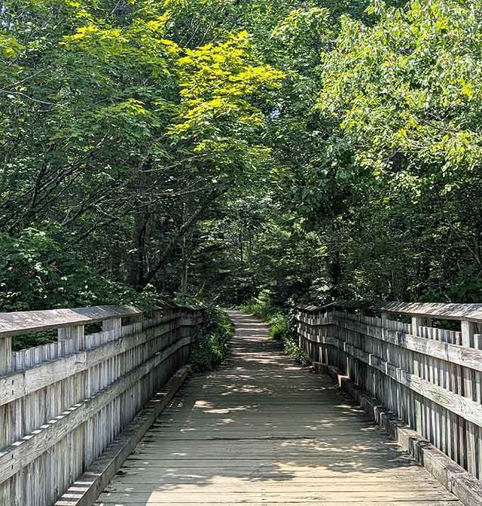 A wooden boardwalk disappearing into a tunnel of green. This is what a good walk looks like.