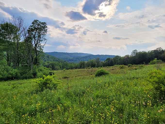 A meadow full of wildflowers and rolling hills beyond. Pennsylvania has been holding out on you, and this proves it.
