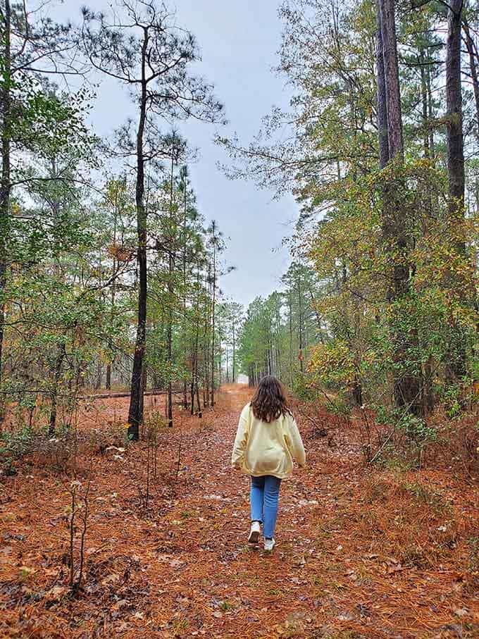 One person, one trail, a thousand pine trees. A nature walk here feels less like exercise and more like a genuine exhale.