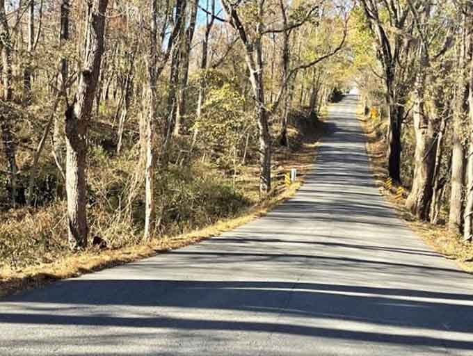 Late autumn turns the roadside into a tunnel of gold, and nobody is complaining about that.