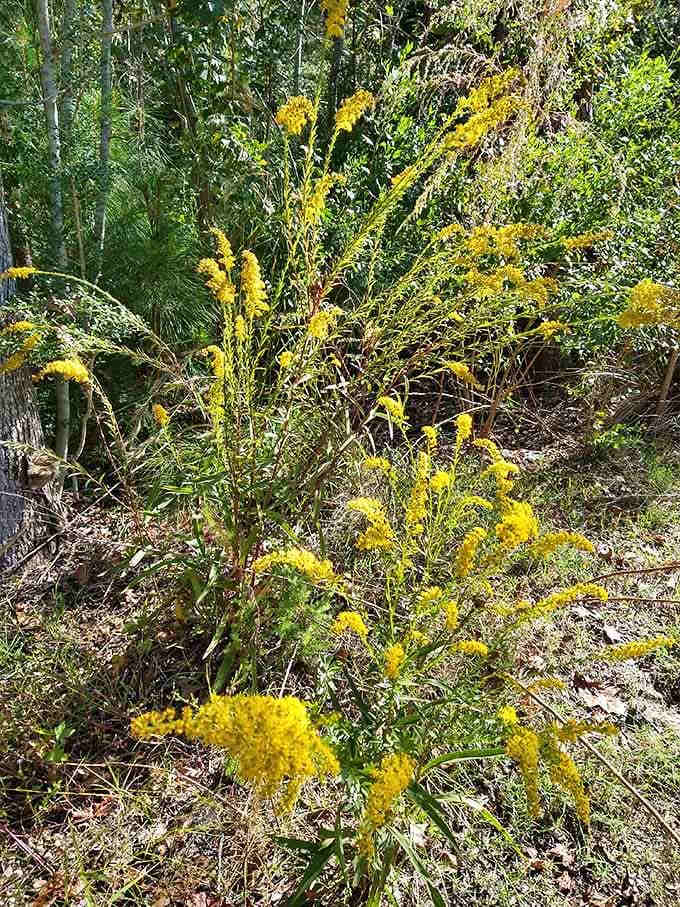 Bright goldenrod blooming along the trail adds a cheerful pop of yellow to the whole woodland walk.