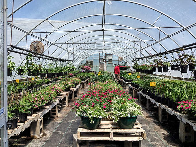 The greenhouse bursts with colorful blooms and greenery, proving they take their plant game seriously around here.