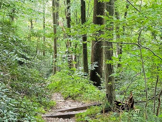 Dense, lush, and wonderfully quiet. This trail feels like the forest is letting you in on a secret.