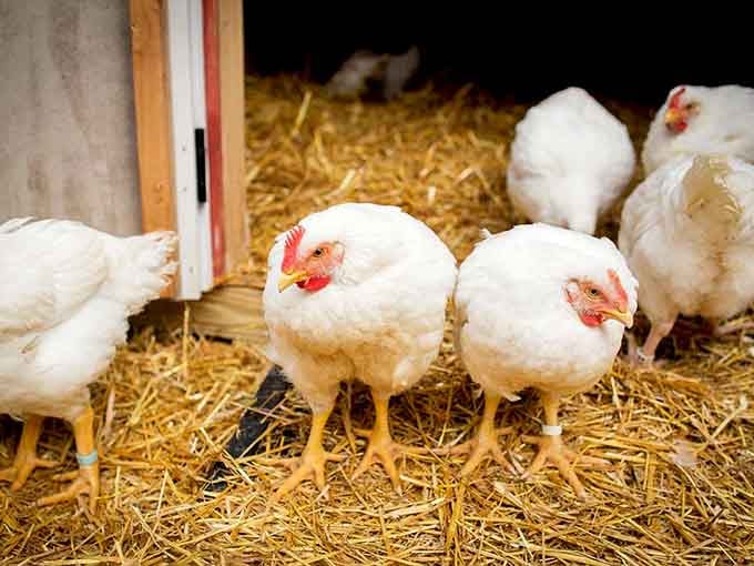 Fluffy Cornish chickens nestled in fresh straw, looking round, content, and completely unbothered by the outside world.