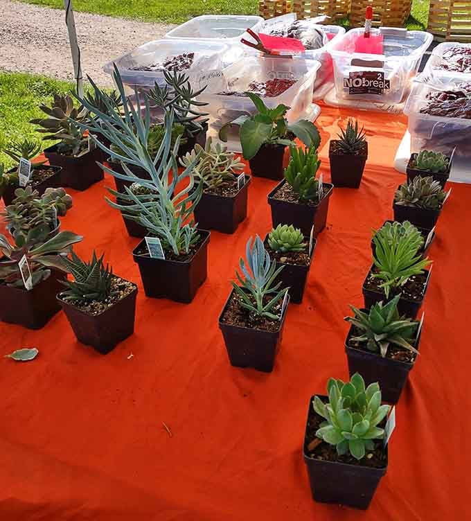 Neat rows of succulents sitting pretty on an orange tablecloth, proof that good things come in small packages.