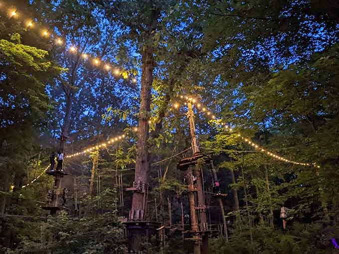 String lights, tall trees, and pure magic. The park after dark is something else entirely.