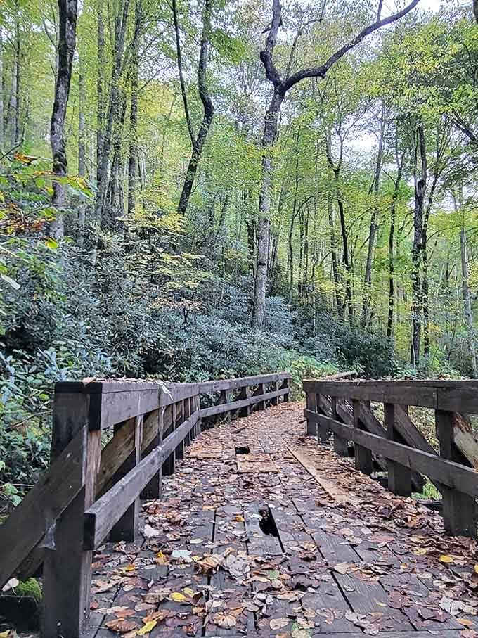 A wooden bridge through the forest, because some paths deserve to be taken slowly and quietly.