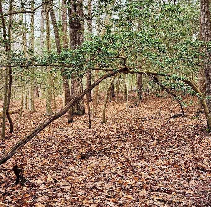 Even the trees here seem to be doing yoga, bending gracefully without breaking under pressure.